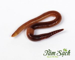 Cách ủ thức ăn cho giun trùn quế giống. Hướng dẫn nuôi trùn quế tại nhà