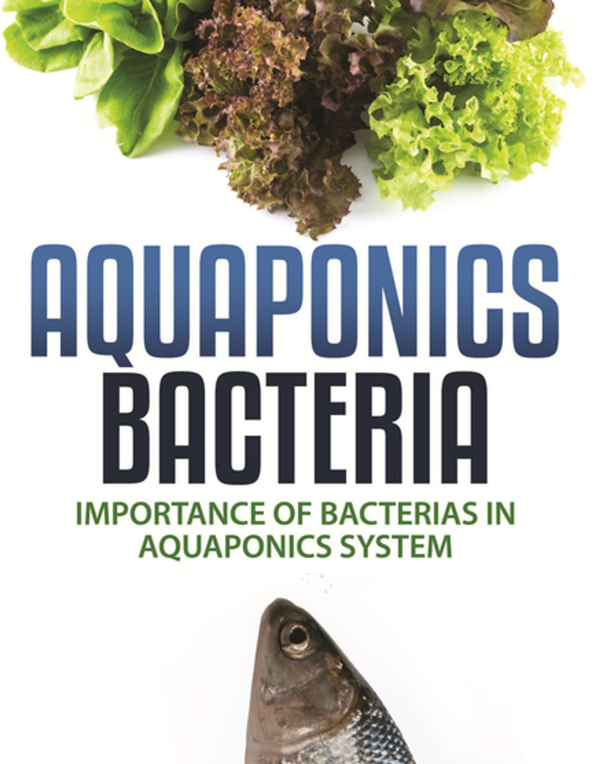 Nâng cao hiệu quả hoạt động của vi khuẩn trong hệ thống Aquaponics