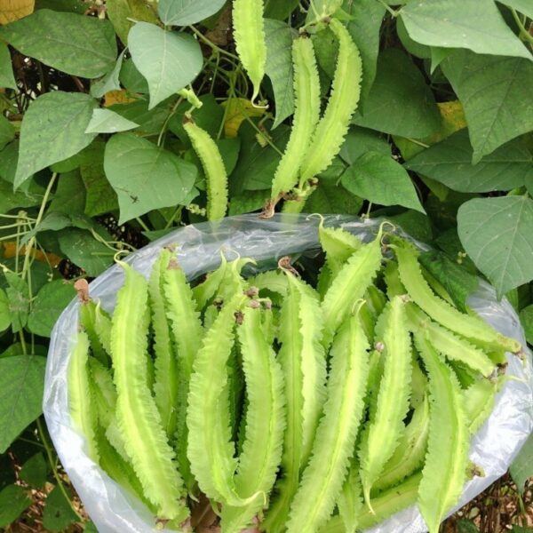 Trồng đậu rồng trong chậu, thùng xốp tại nhà cho thu hoạch 4 mùa